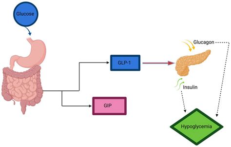 Schematic Of Action Of Glp 1 On Insulin Secretion Download