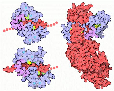 Pdb 101 Molecule Of The Month Calmodulin
