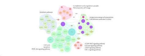 Protein Protein Interactions Analysis With 27 Genes Associated