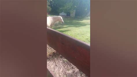 Cicidas After The Rain A Visit With Peggy Sue The Pony Cicada Noise