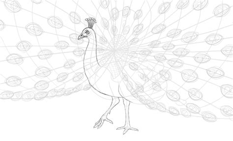 How To Draw A Peacock Graficznie