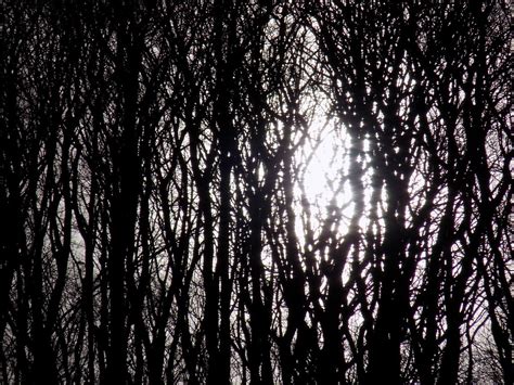 წყნეთში Cagu Flickr