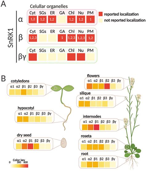 Subcellular Localization And Expression Pattern Of Snrk1 Subunits A