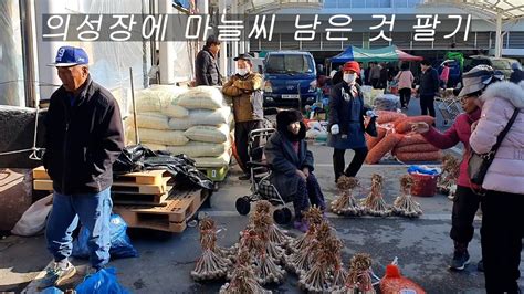 11월17일 의성장에 마늘씨 남은것 팔기 의성한지 마늘쪽마늘통마늘 Youtube