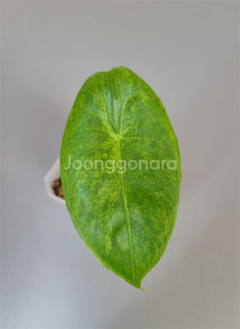 알로카시아 핑크드래곤 바리에가타 유묘 핑드바리 원예 중고나라