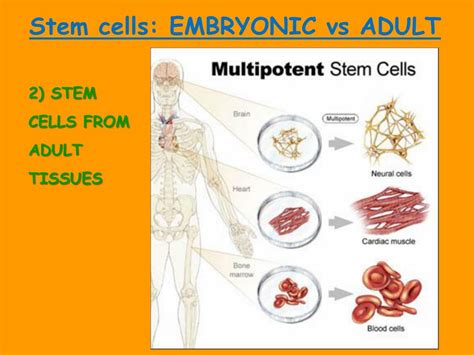 Ppt Treatment Of Embryos Powerpoint Presentation Free Download Id
