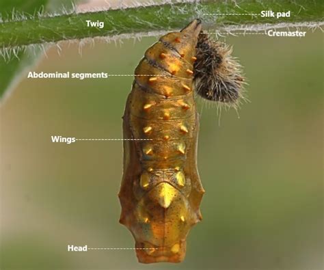 The Anatomy Of A Butterfly Larva Pupa Adult