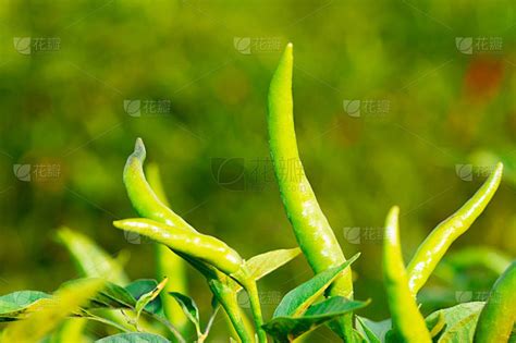 辣椒园概念有机辣椒蔬菜种植在农村农场红绿水果辣椒茎有烹饪和市场销售