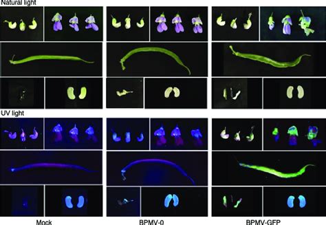 Bean Pod Mottle Virus Bpmv Induced Expression Of The Green Download Scientific Diagram