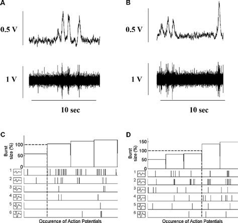 Figure 1 From Firing Patterns Of Muscle Sympathetic Neurons During Short Term Use Of Continuous