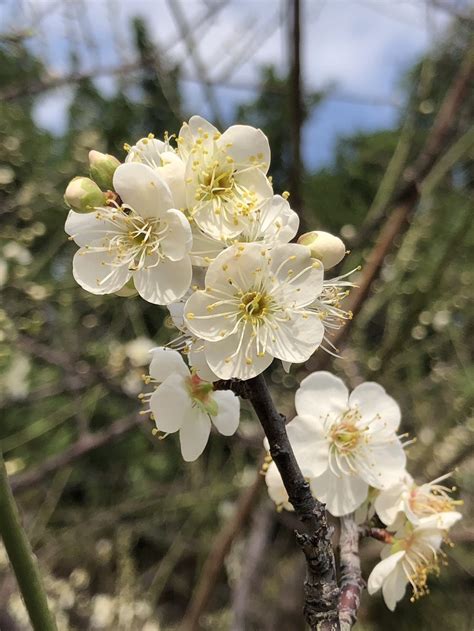 榮星花園公園梅花飄香 蕃新聞