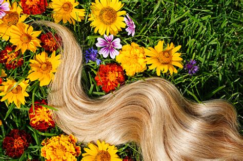 금발 머리 자물쇠 녹색 잔디 배경에 꿀 금발 머리의 가닥 상단 보기 미용사 서비스 머리 강도 이발 죽거나 착색 머리 확장 치료