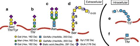 Schematic Structures Of Extracellular And Intracellular Glycan Download Scientific Diagram