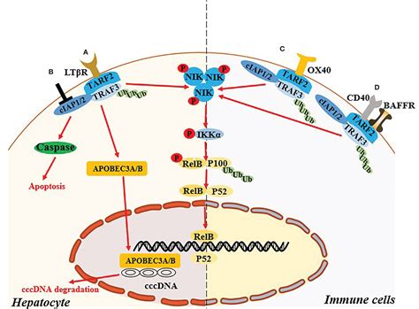 Frontiers Interplay Between Non Canonical Nf κb Signaling And