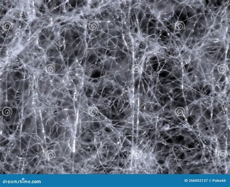 Mycelium Fungus Fusarium Euwallaceae Macro Stock Image Image Of