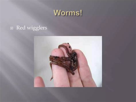 composting pptx