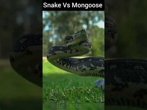 Express Tutorial Part Using A Database With Mongoose Learn Web Development MDN Vcxbtr Ngf Df