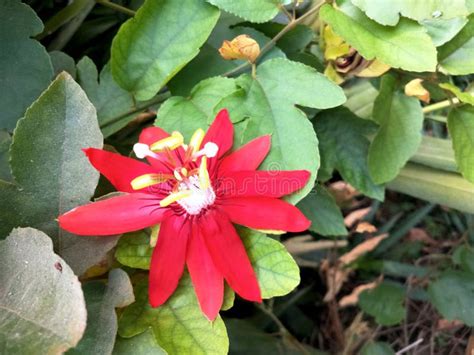 Passiflora Coccinea Or Red Passion Flower Is A Fast Growing Vine The Vine Is Native To Northern