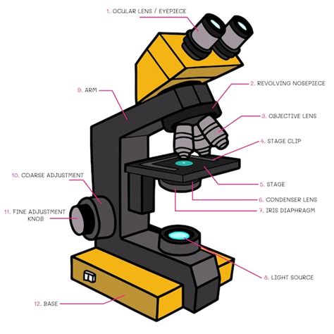 Premium Vector Vector Of Compound Light Microscope Structure