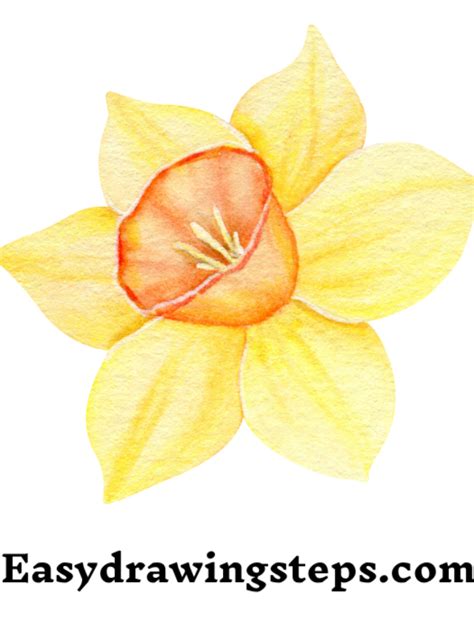 7 Easy Steps To Draw Daffodils Drawing