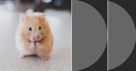 List Survival Analysis Curated By Leonardo Enrique Cordero Jenkins