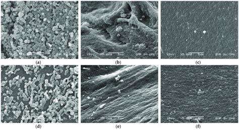 SEM Micrographs Of Untreated S Aureus A CTP Treated S Aureus B Download Scientific
