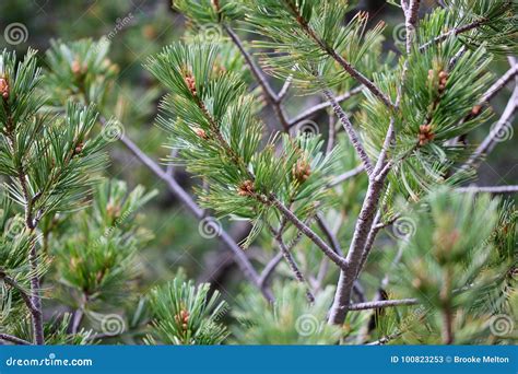 Pine Tree Macro Background Image Stock Image Image Of Close Nature 100823253