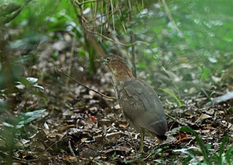 水元公園ミゾゴイツツドリツツドリ赤系 関東界隈の野鳥達