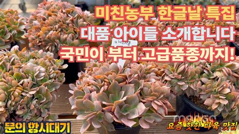 멋진 대품 찾으셨나요 그럼 얼른 보고 가세요 가격착한 국민이부터 고급 품종 대품까지 오늘도 이쁩니다 Youtube