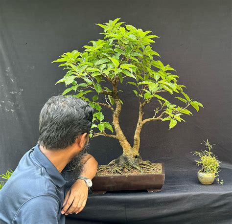 Ficus Virens