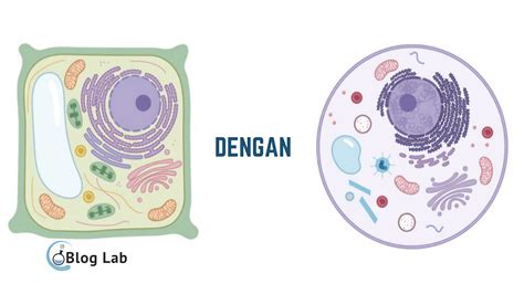 Sel Certification For Teachers