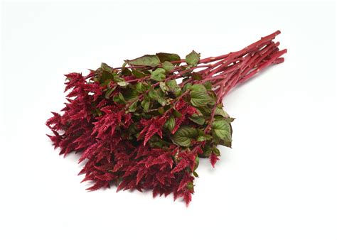 Celosia Spicata Celway Red Muller Seeds