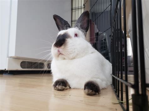 Handsome Devil Scrolller