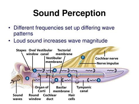 Ppt The Senses Powerpoint Presentation Free Download Id9565209