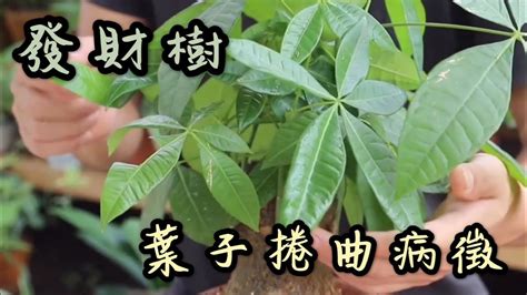 天天小花農發財樹葉子出現捲曲病徵時簡單幾招就能輕鬆解決 YouTube