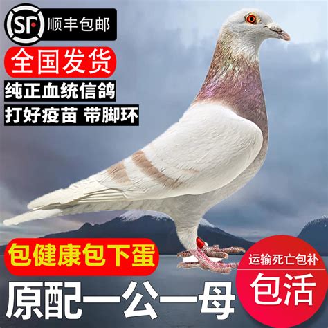 超级鸽子活一对公母青年信鸽，赛鸽爱好者必备！🐦深度解析 鸟 淘宝好物网