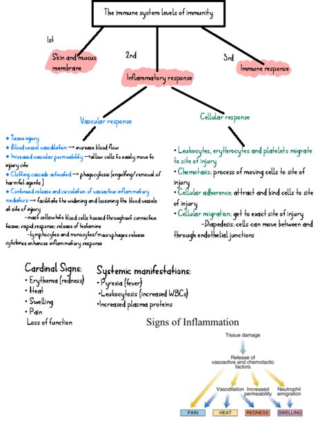 Immunity Concept Map