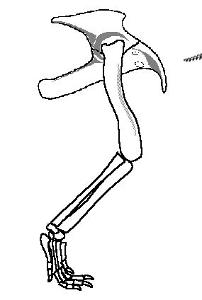 Archosaur Anatomy Lateral View Of Right Hindlimb Diagram Quizlet