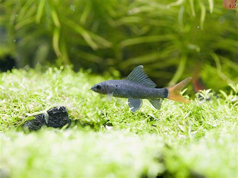尼特利官网 专注水族研发十五年 广州市尼特利技术有限公司