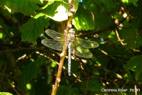 After The Ugly Bugs Ball Crispina Kemp