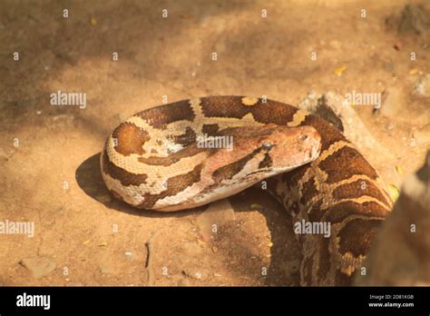 Portrait Of An Adult Reticulated Python Close Up Blur Background Photo Stock Photo Alamy