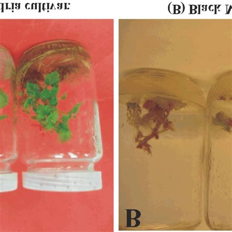 Structure Of Fructooligosaccharides Spiegel Et Al 1994 Download Scientific Diagram