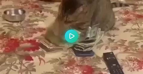 Counting Cat Album On Imgur