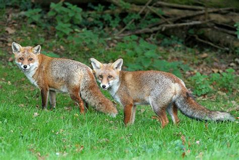 Red Fox Sexing Wildlife Online