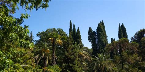 Субтропики картинки 47 фото