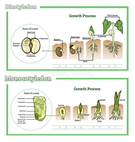 Example Of Monocot Stem