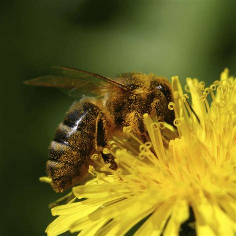 What Color Do Bees Have Trouble Seeing At Douglas Tijerina Blog