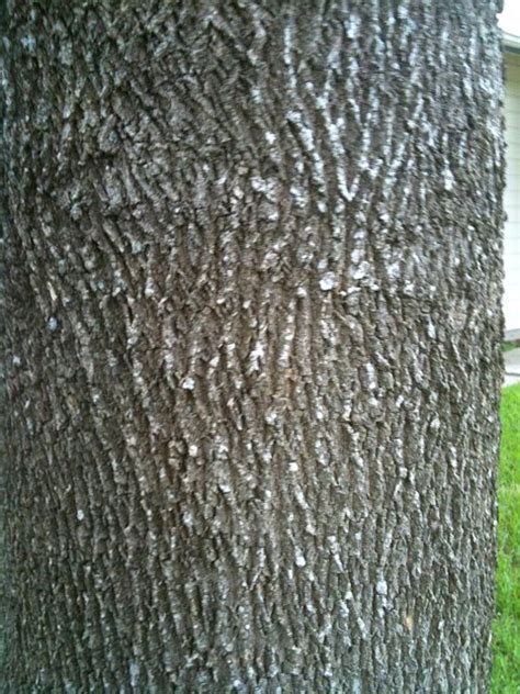 All About Arizona Ash Trees Austin Tree Experts