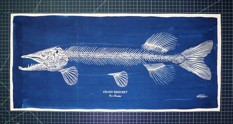 Cyanotype Poissons On Behance