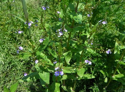 野草オオカワヂシャ 自然好男の春夏秋冬